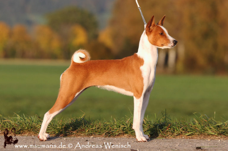 Standard - Msumari`s Basenjis
